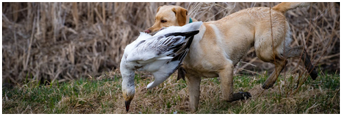 Chasse aux oiseaux migrateurs | Pourvoirie Destination Le Mirage